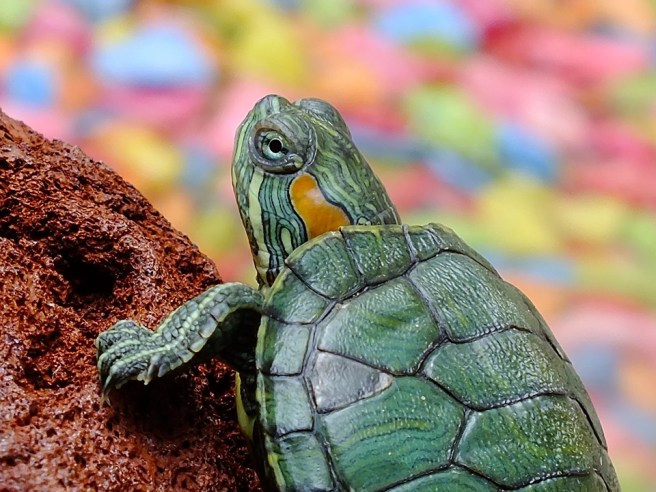 Getting out of your shell to find your God-given purpose – Reignite my ...
